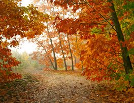 10 Best Reasons To Love Fall — Wise Snacks